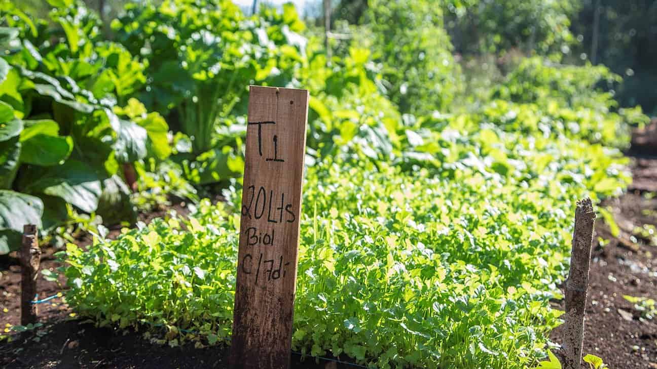 Organic fertilizer, a way to preserve the ozone layer - Sistema.bio