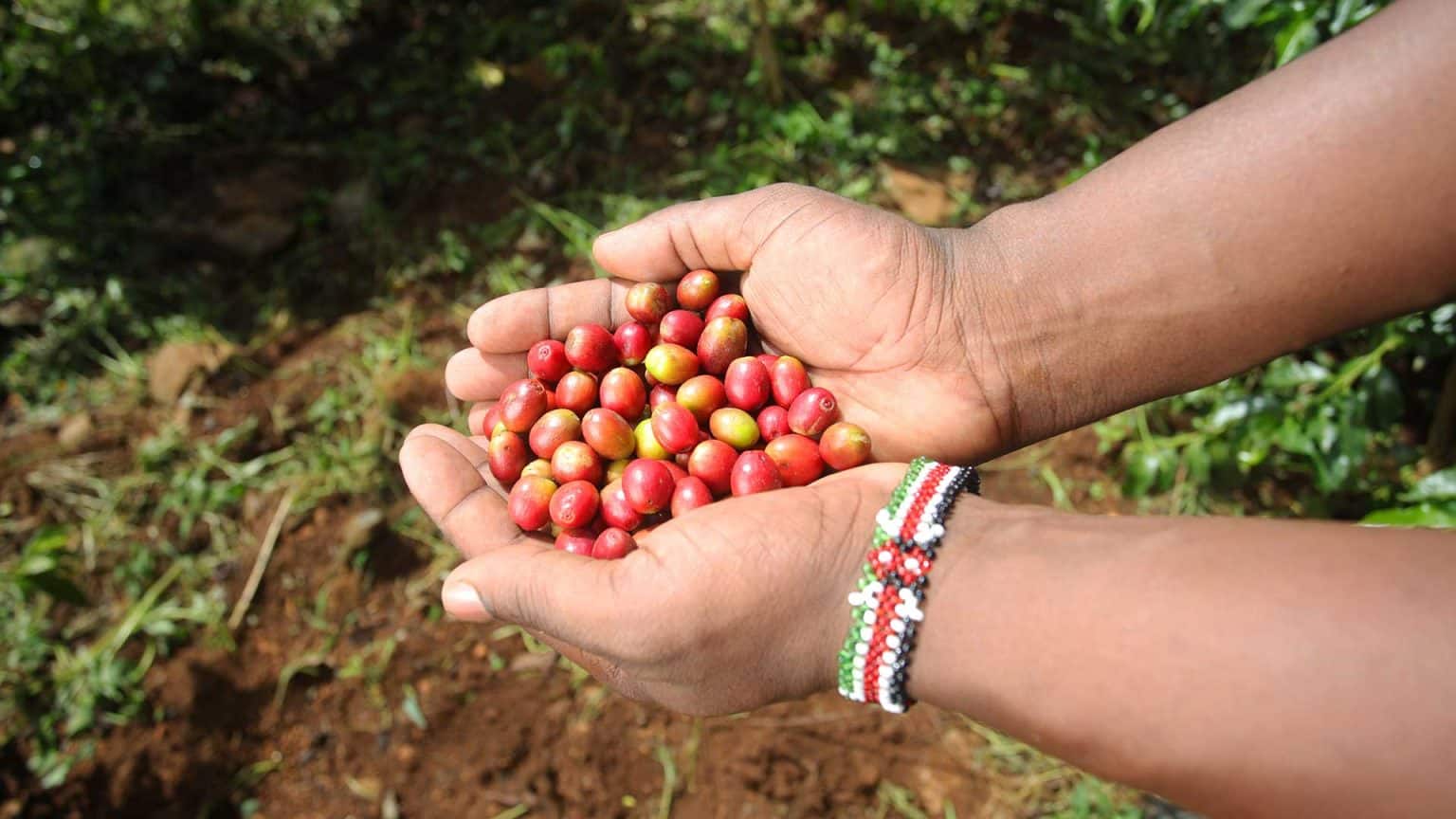 Sistema.bio Kenya - Sistema.bio