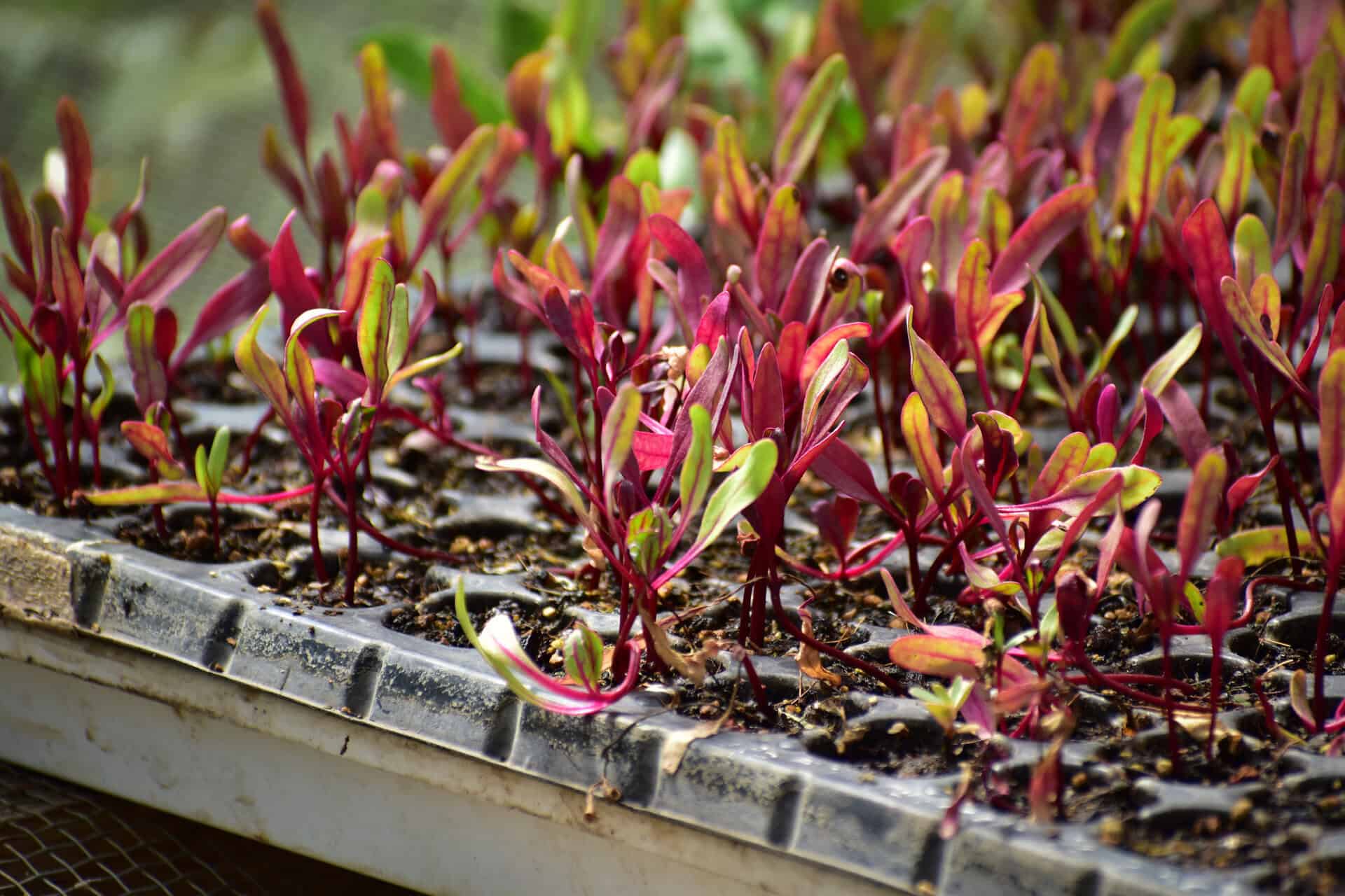 Agri-Innovation Centers - Sistema.bio